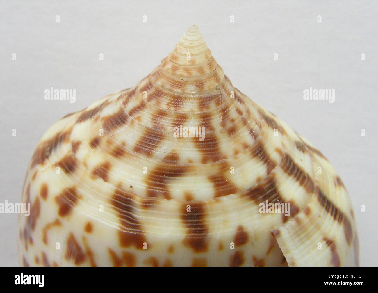 Lynceus High Resolution Stock Photography and Images - Alamy