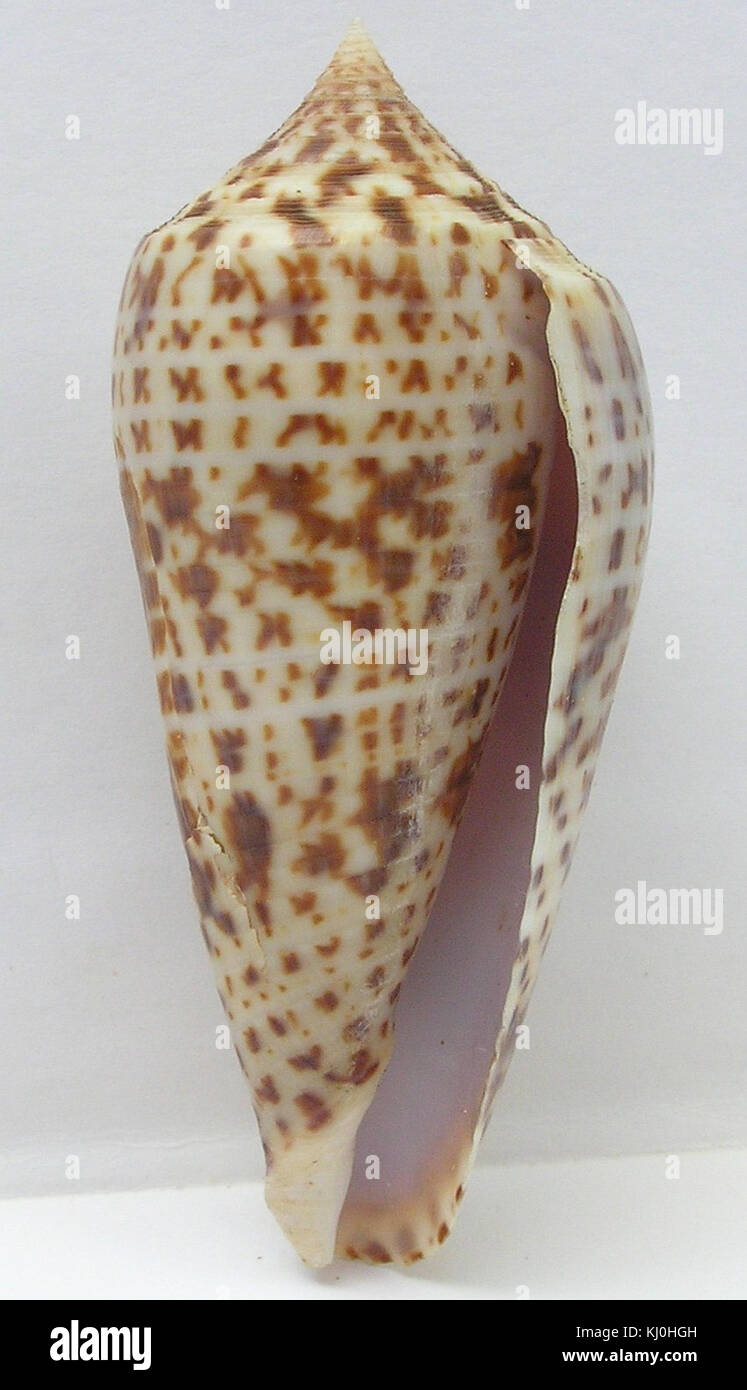 Conus lynceus 003 Stock Photo - Alamy