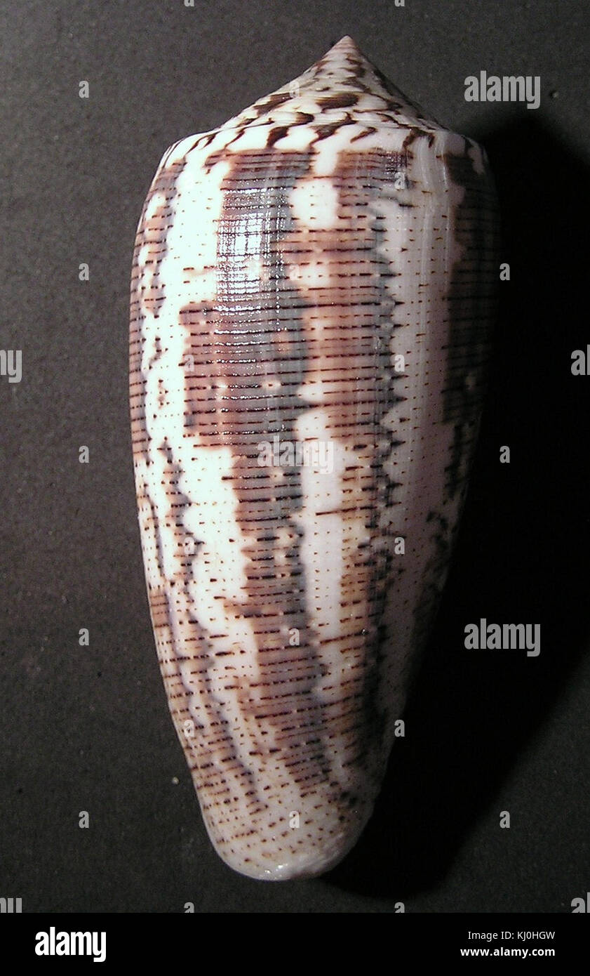 A detailed image of a *Conus magus*, a species of marine cone snail ...