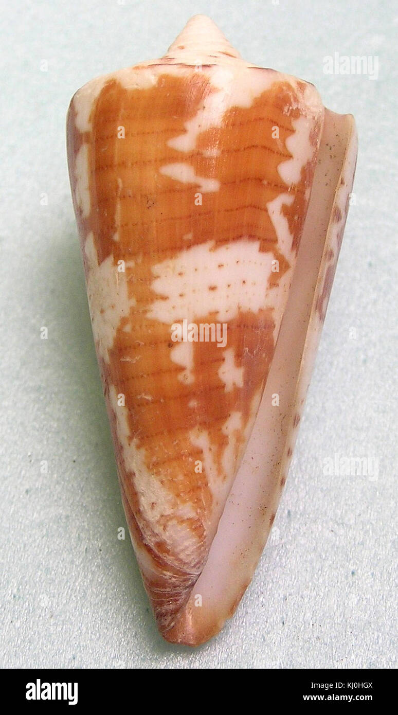 A detailed image of Conus generalis, a species of cone snail known for ...