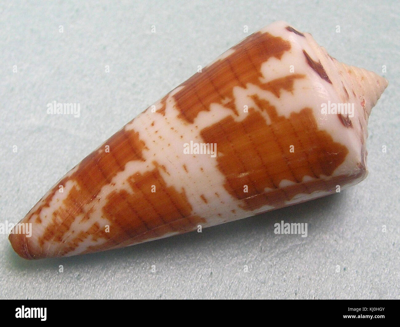 Conus generalis 005 Stock Photo - Alamy