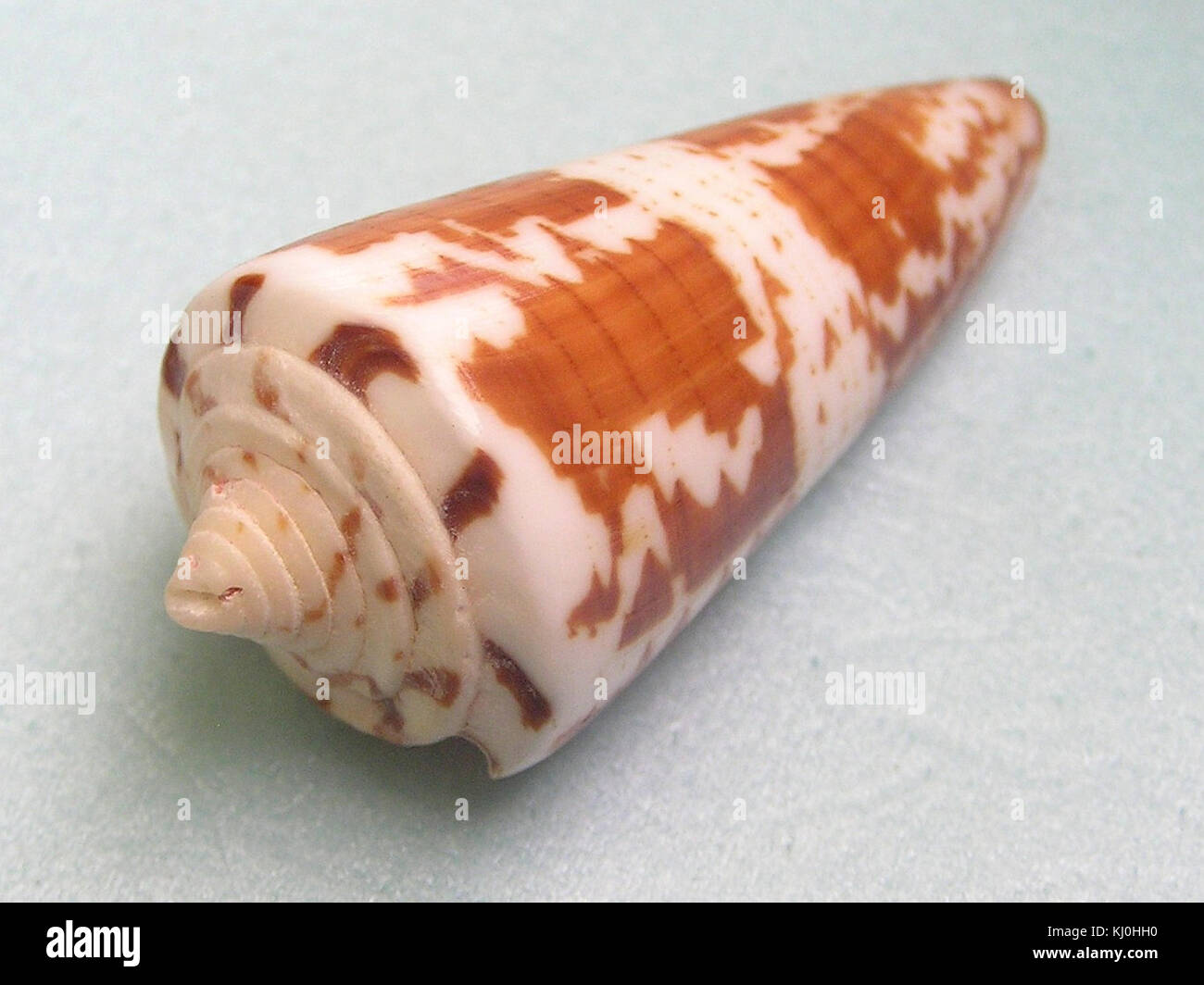 Generalis hi-res stock photography and images - Alamy