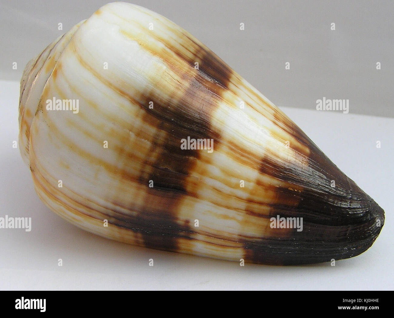 Conus miles 002 Stock Photo - Alamy