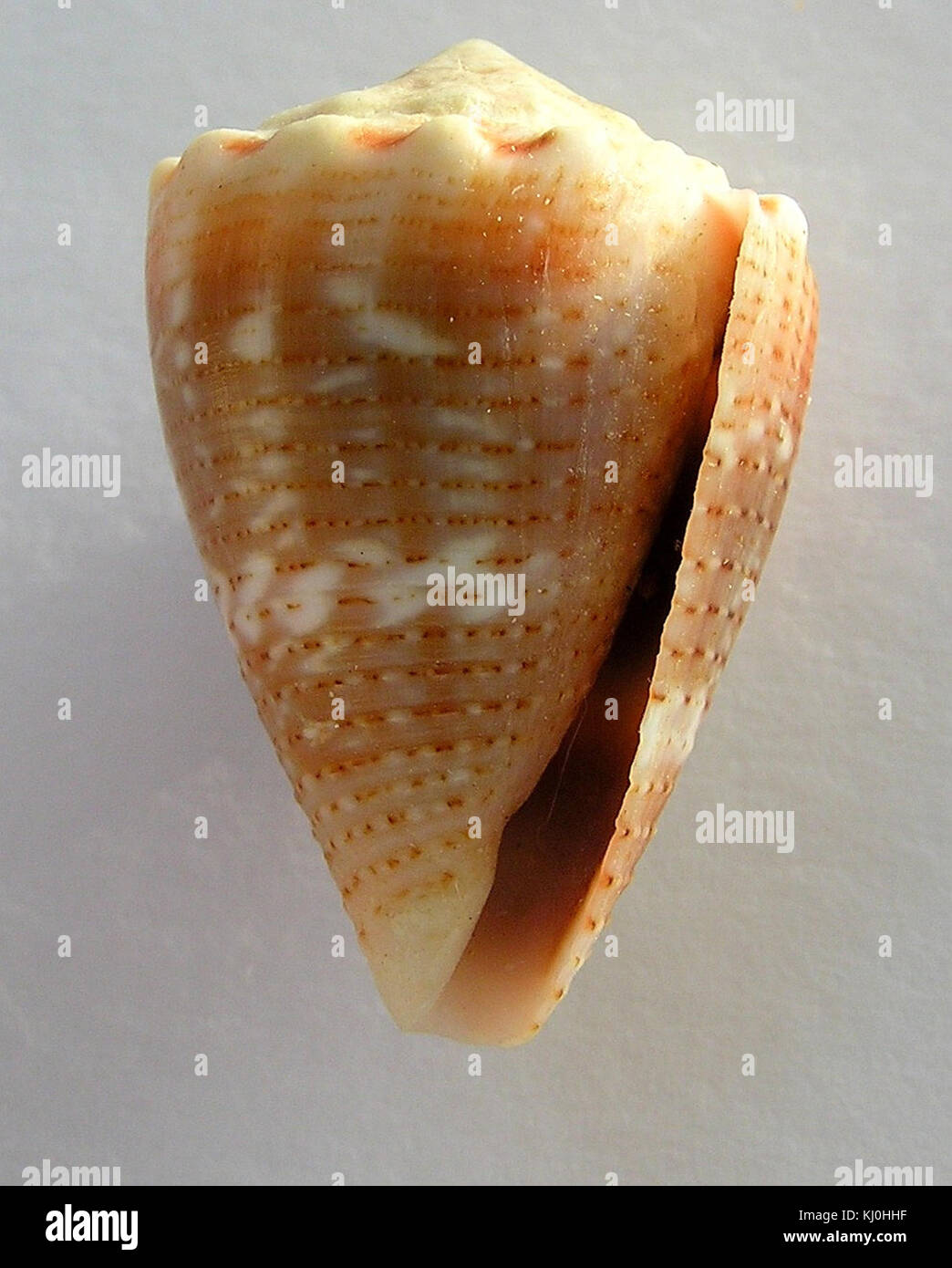 Conus miliaris 001 Stock Photo - Alamy