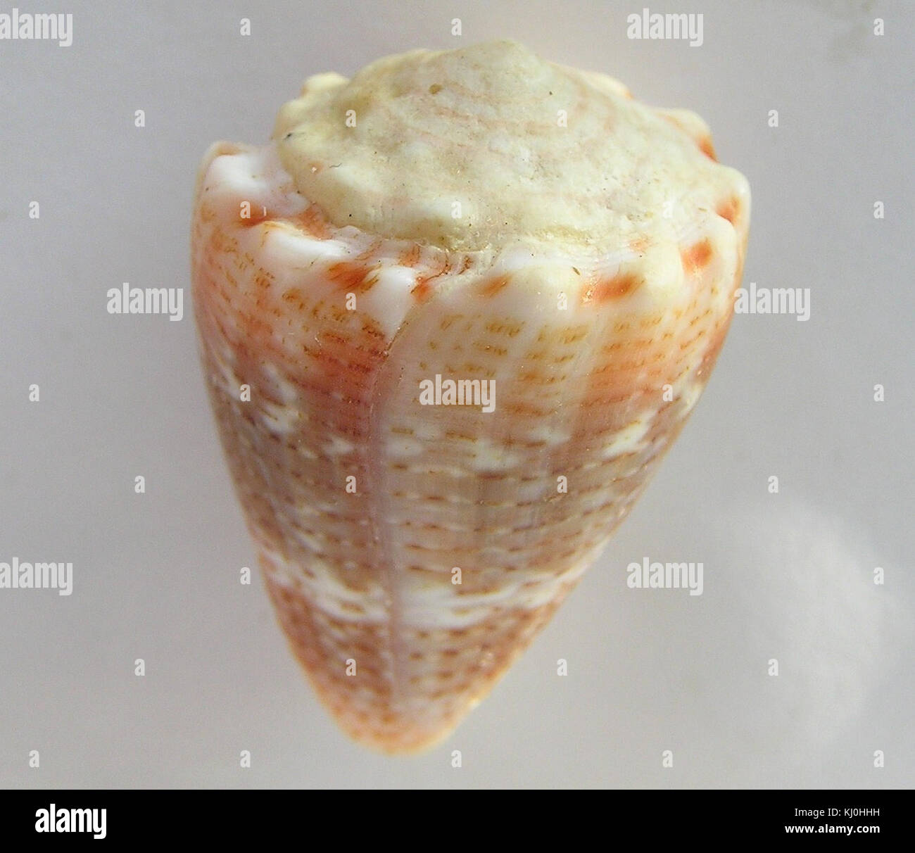 Conus miliaris 002 Stock Photo - Alamy