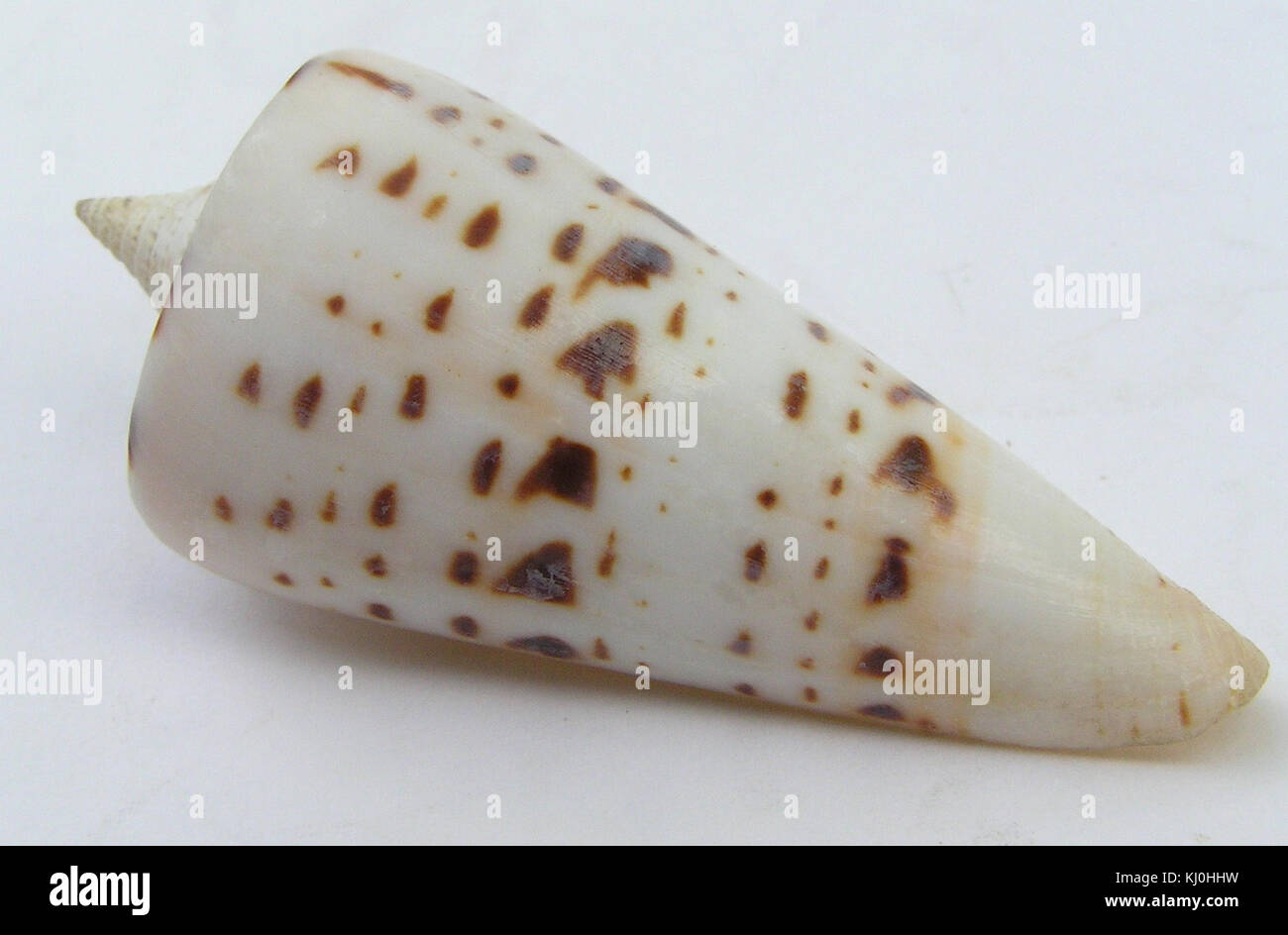 Monile High Resolution Stock Photography and Images - Alamy