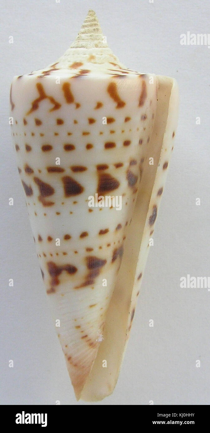 Monile High Resolution Stock Photography and Images - Alamy