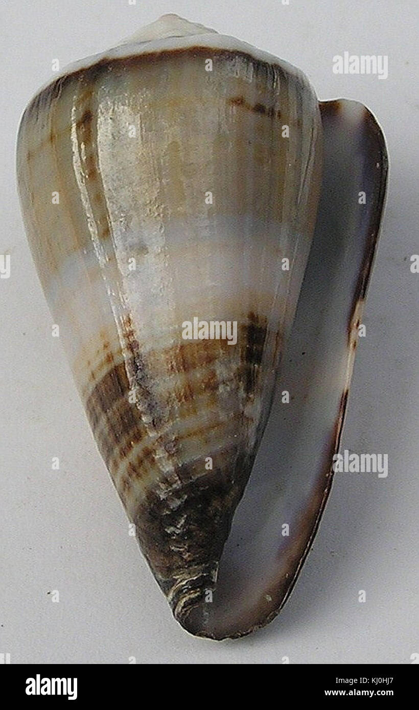 Conus muriculatus 002 Stock Photo - Alamy