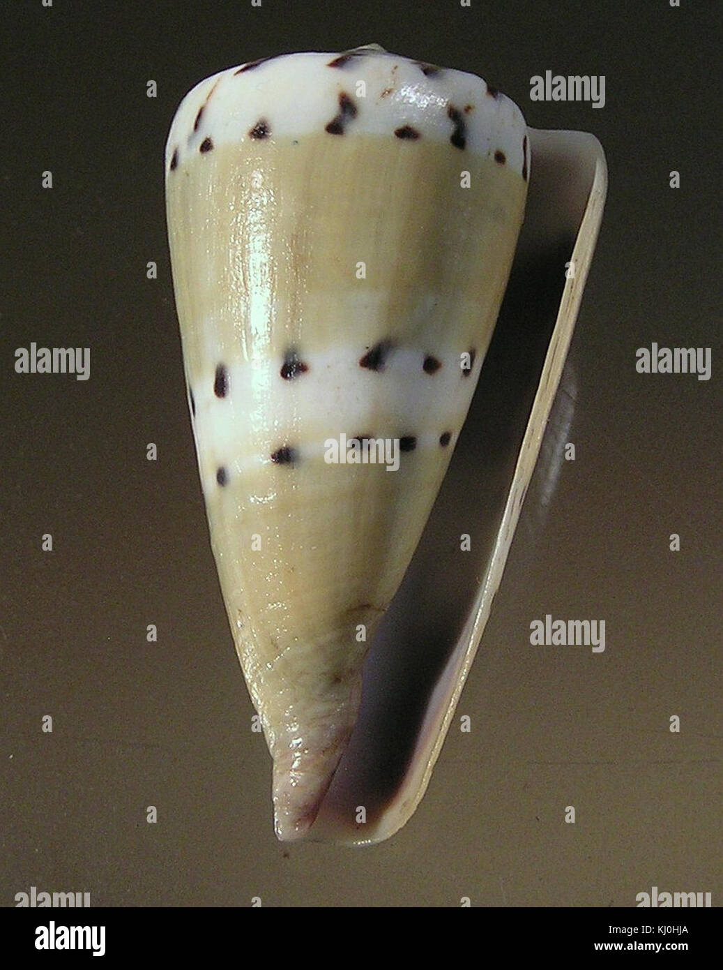 Shell features distinct patterns hi-res stock photography and images ...