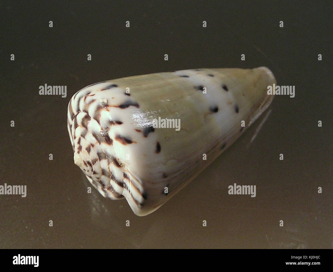 Conus mustelinus hi-res stock photography and images - Alamy