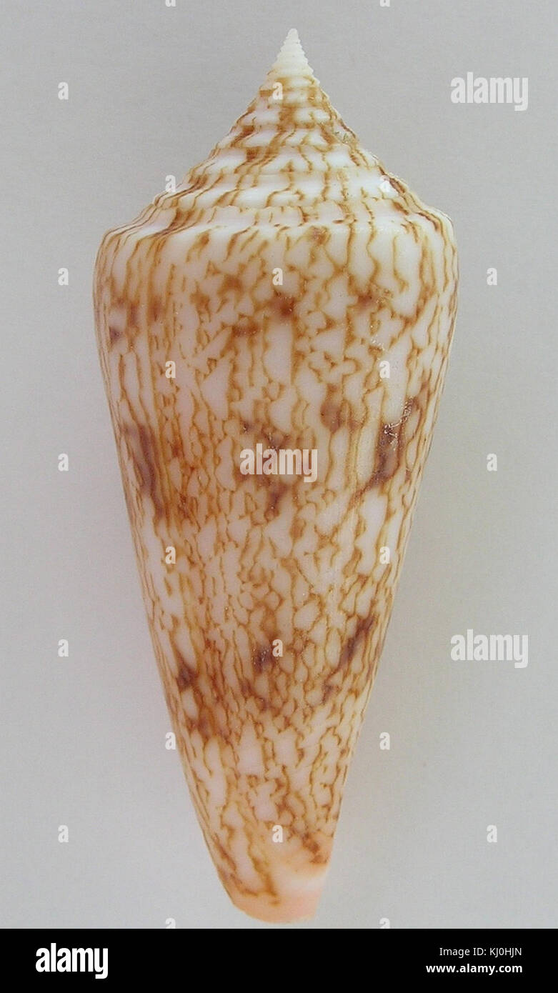 Conus neptunus 001 Stock Photo - Alamy