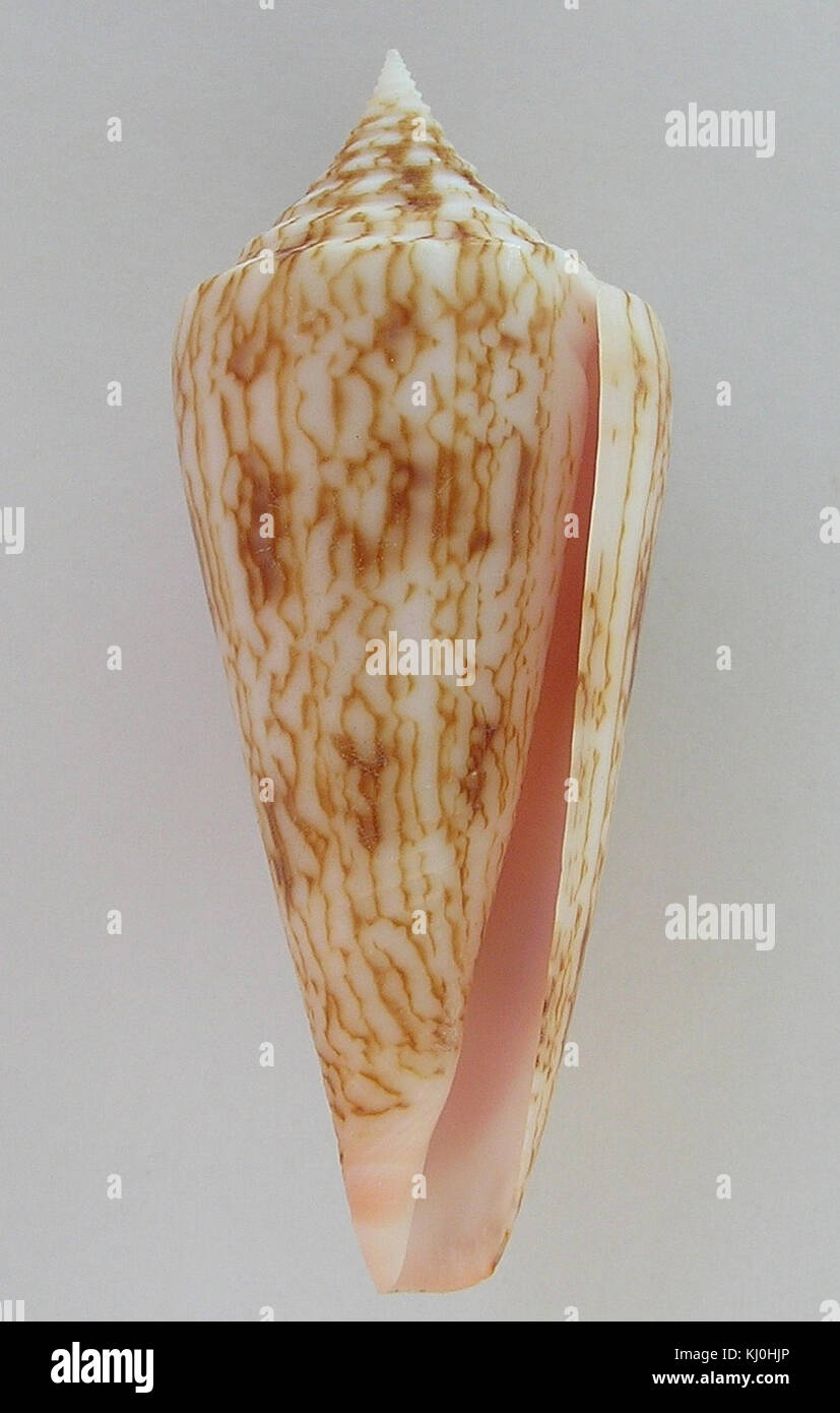 Neptunus hi-res stock photography and images - Alamy