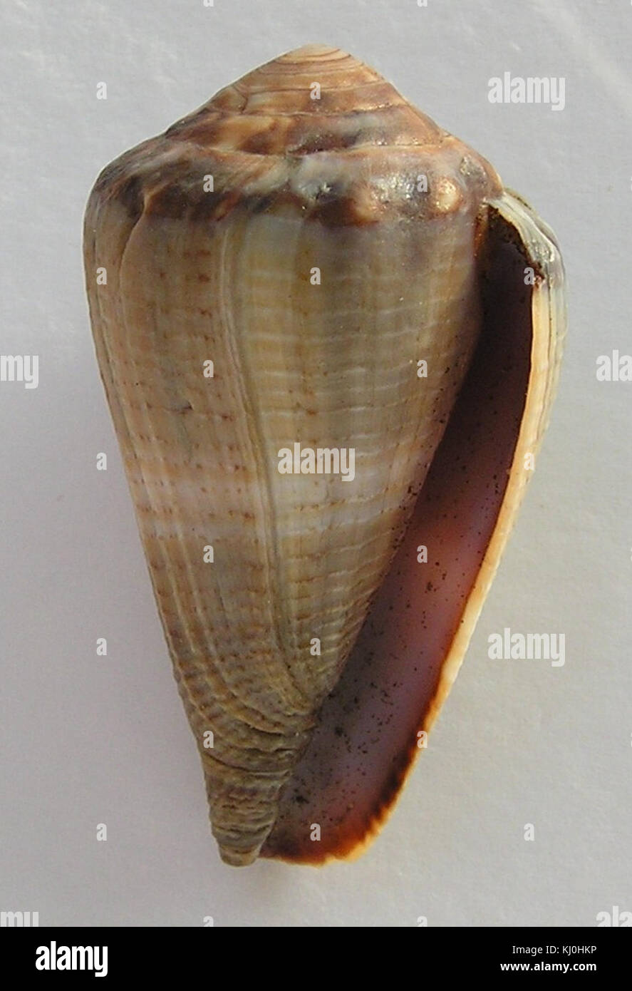 Conus biliosus parvulus 001 Stock Photo - Alamy