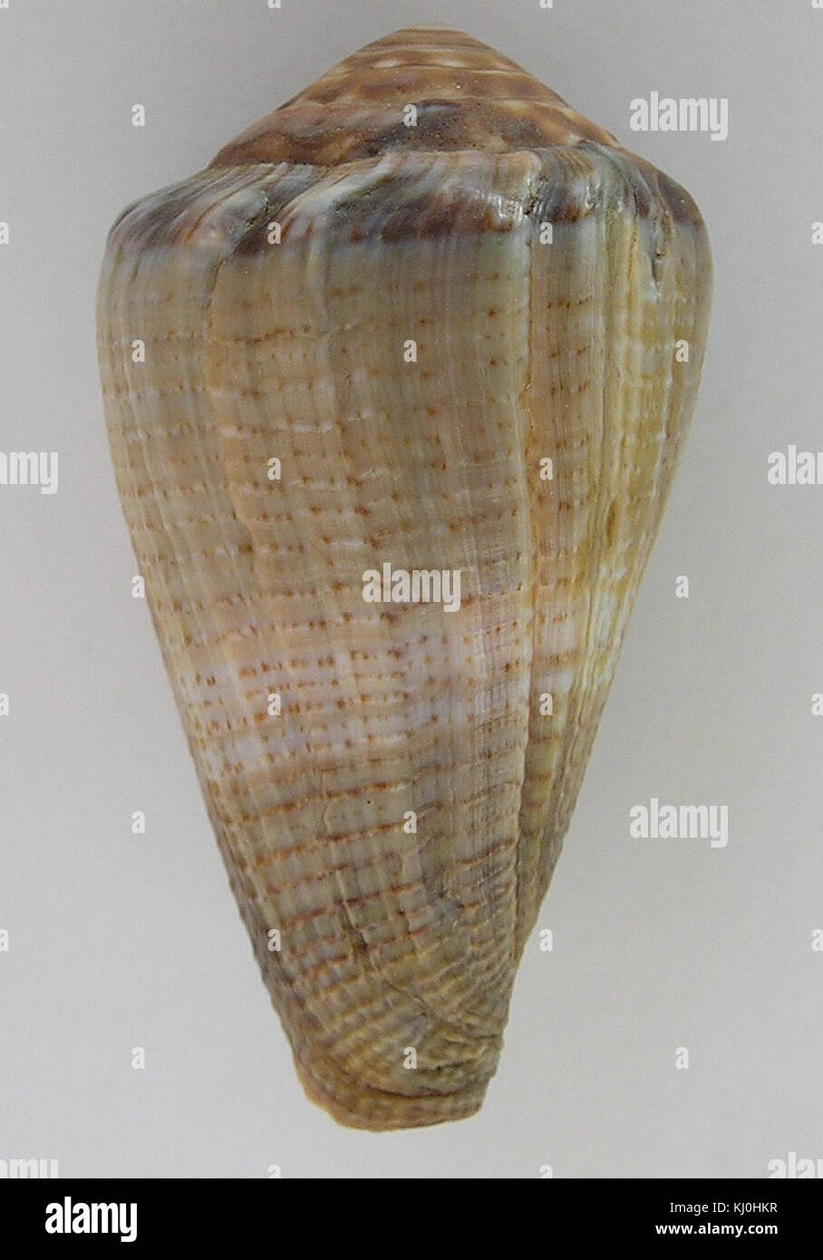 Conus biliosus parvulus 002 Stock Photo - Alamy