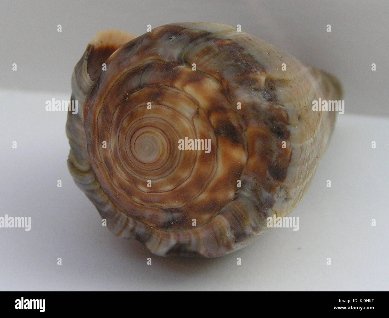 Conus biliosus parvulus 003 Stock Photo - Alamy