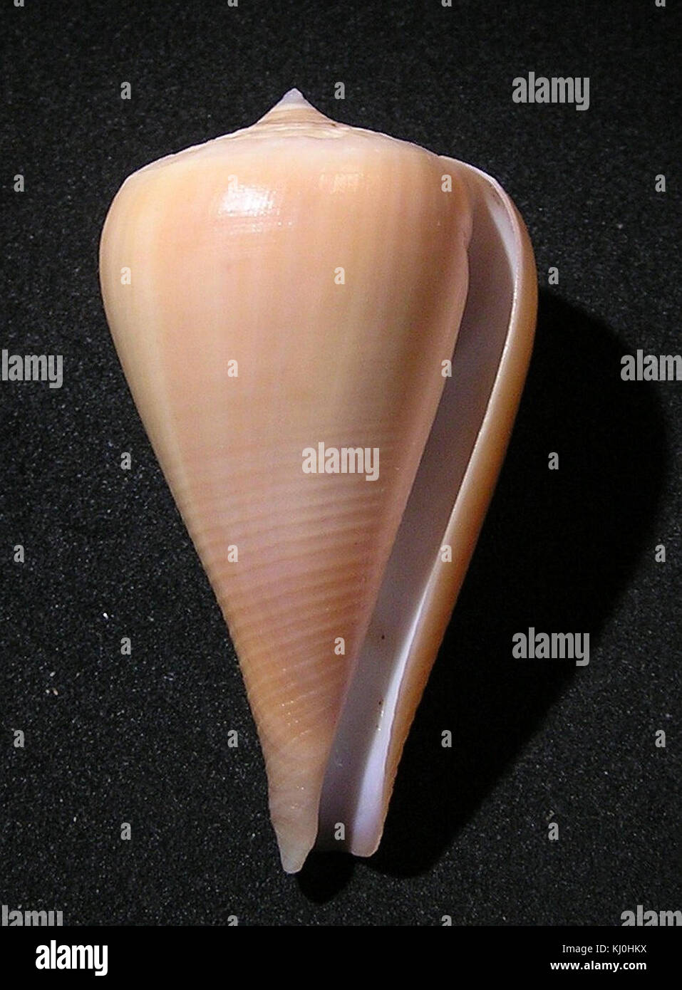 Conus patricius 001 Stock Photo - Alamy