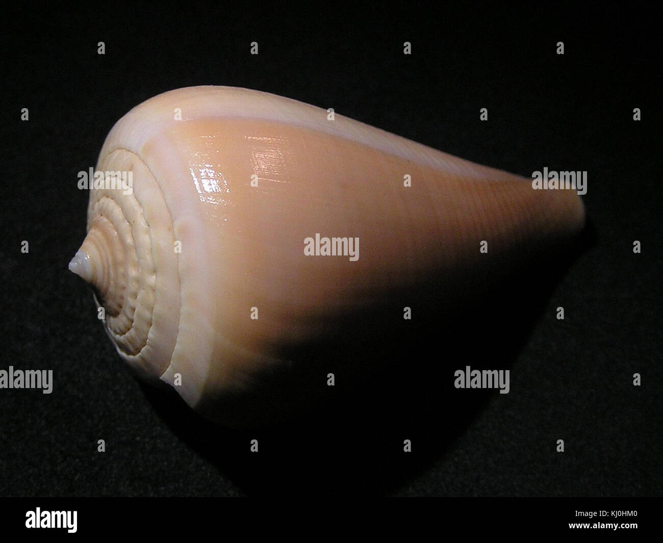 Conus patricius 003 Stock Photo - Alamy