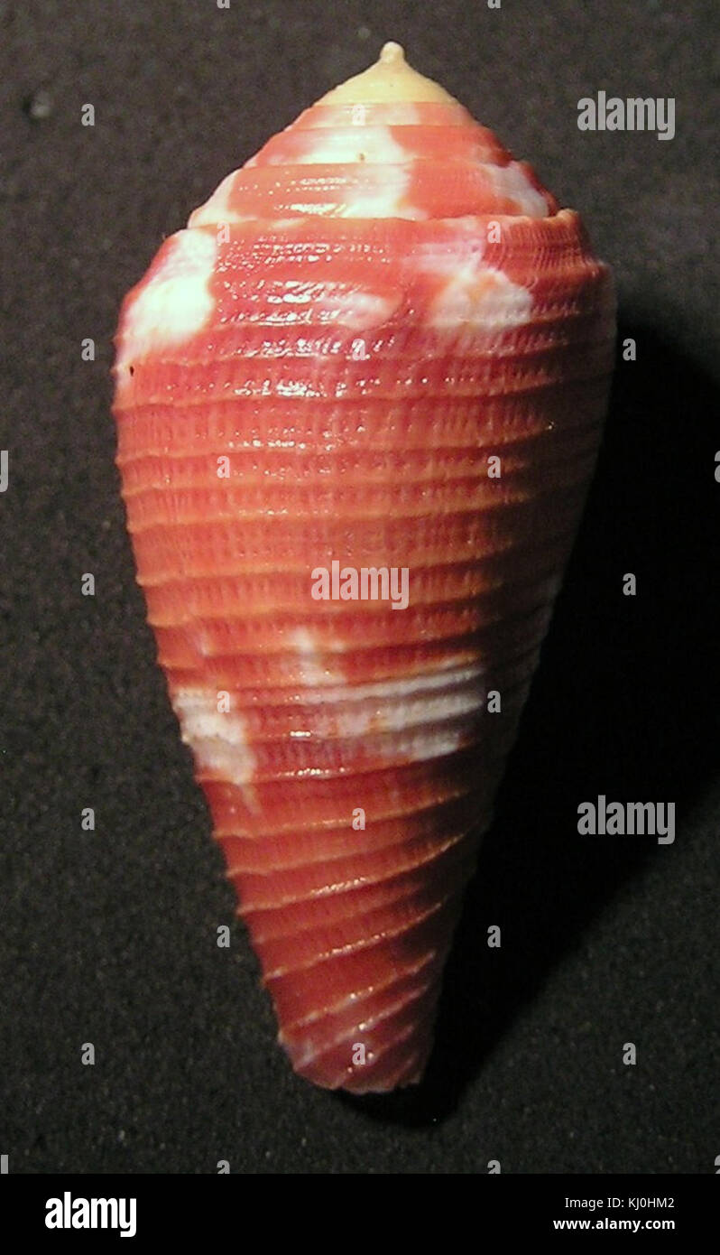 Conus pertusus 002 Stock Photo - Alamy