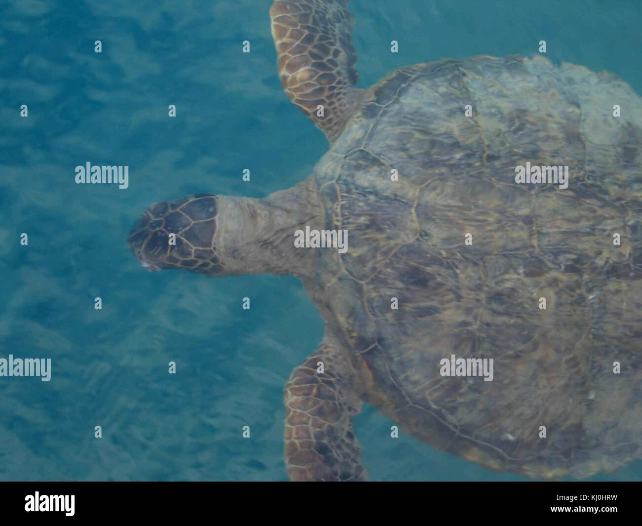 Green sea turtle underwater animal Stock Photo - Alamy