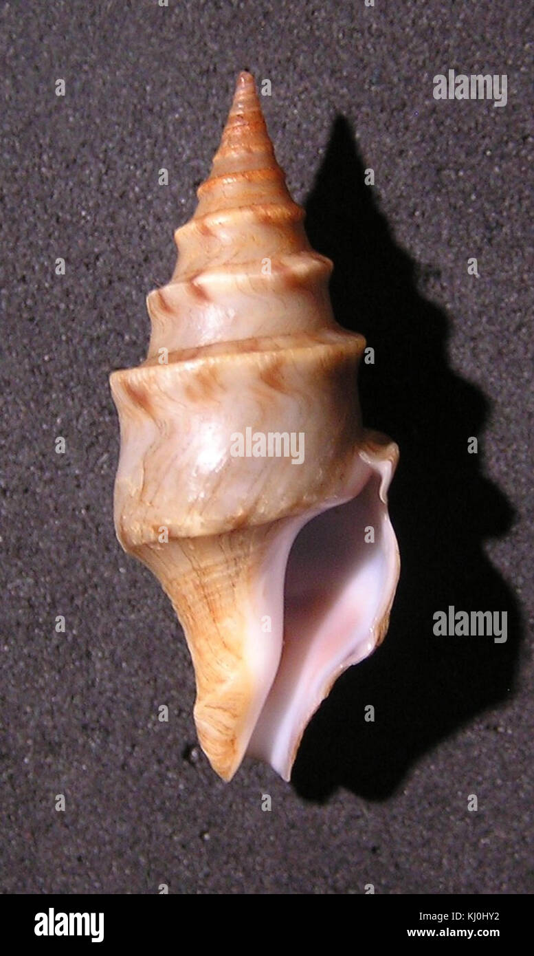 Perrona hi-res stock photography and images - Alamy