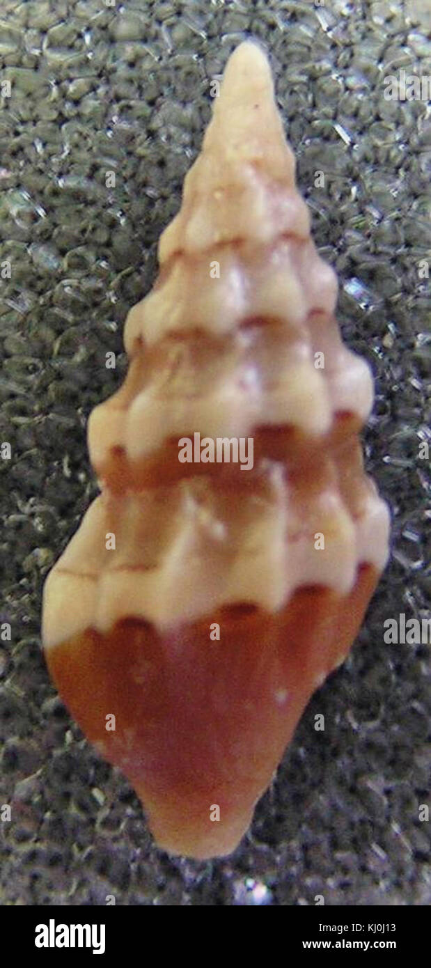 Clavus bilineatus 001 Stock Photo - Alamy