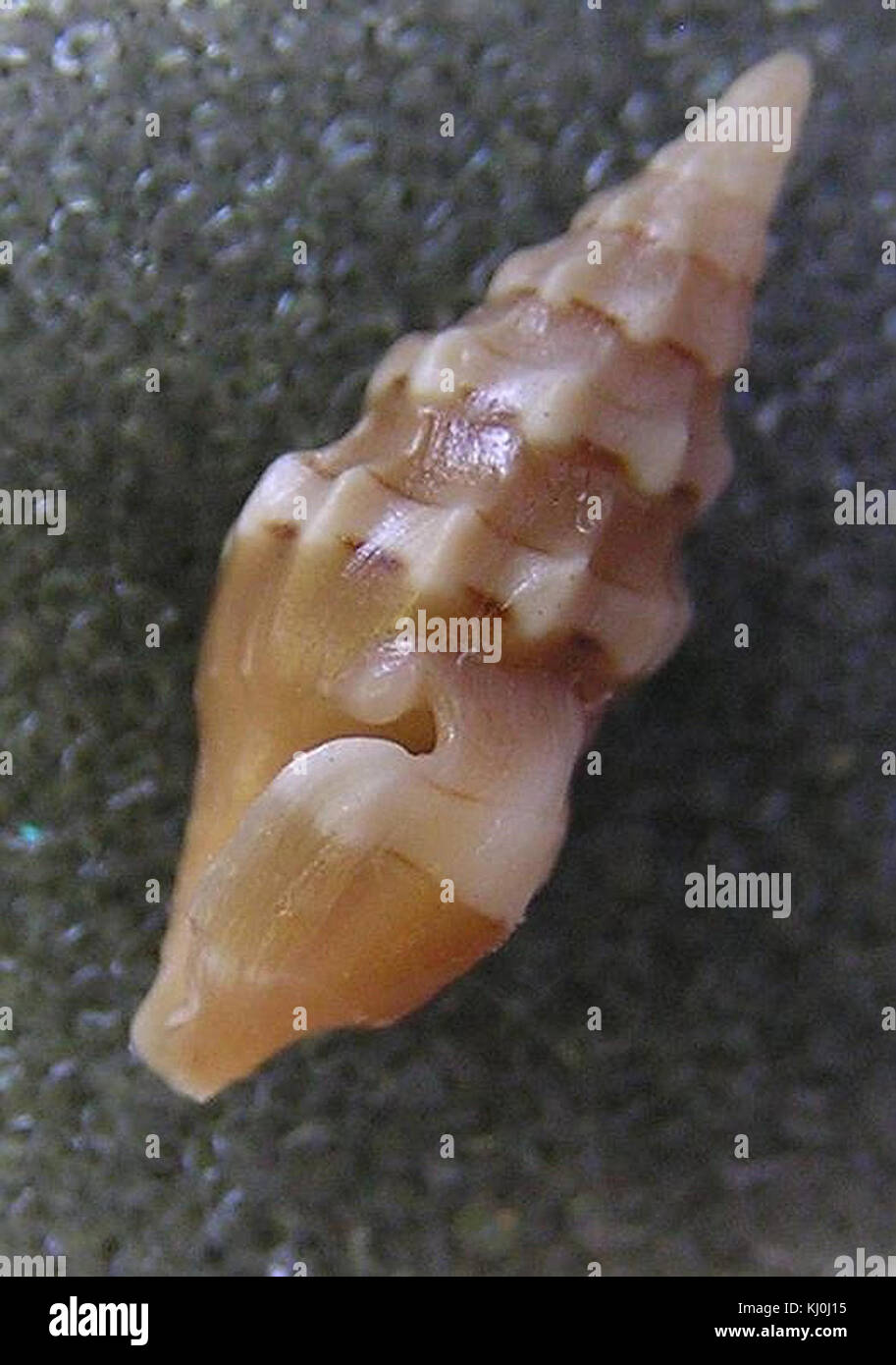 Clavus bilineatus 002 Stock Photo - Alamy