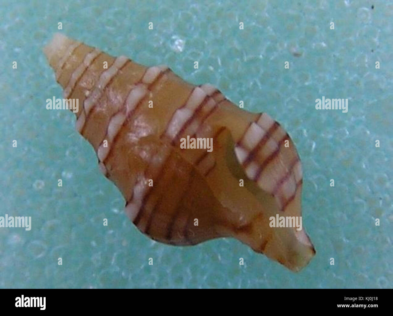 Clavus lamberti 002 Stock Photo - Alamy