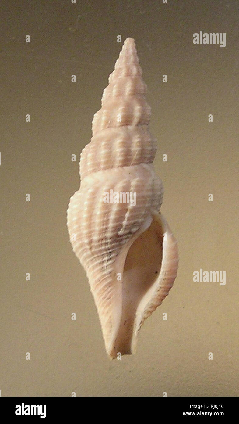 Inquisitor jeffreysii 001 Stock Photo - Alamy