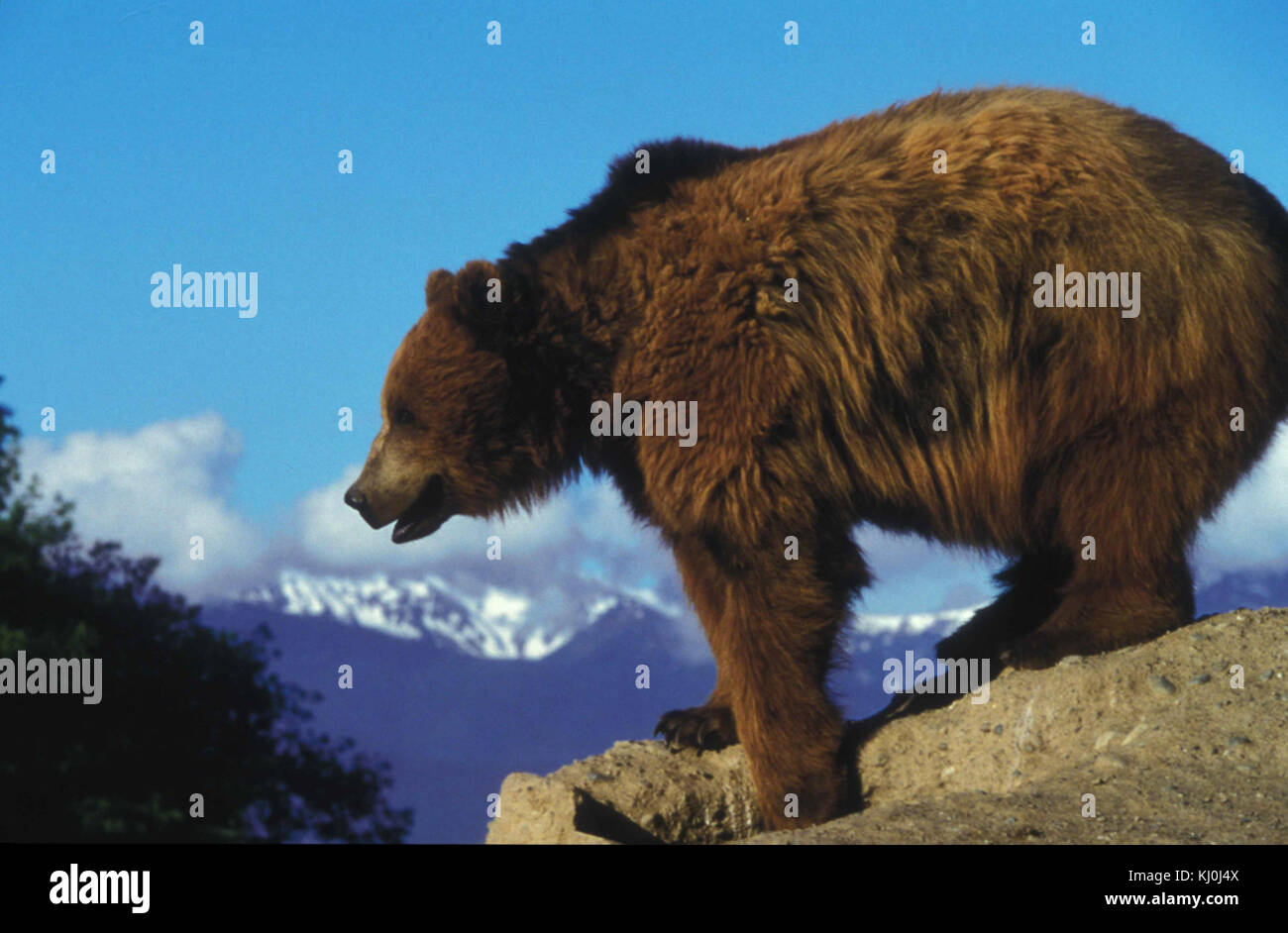 Grizzly bear on a rock overlooking Stock Photo - Alamy