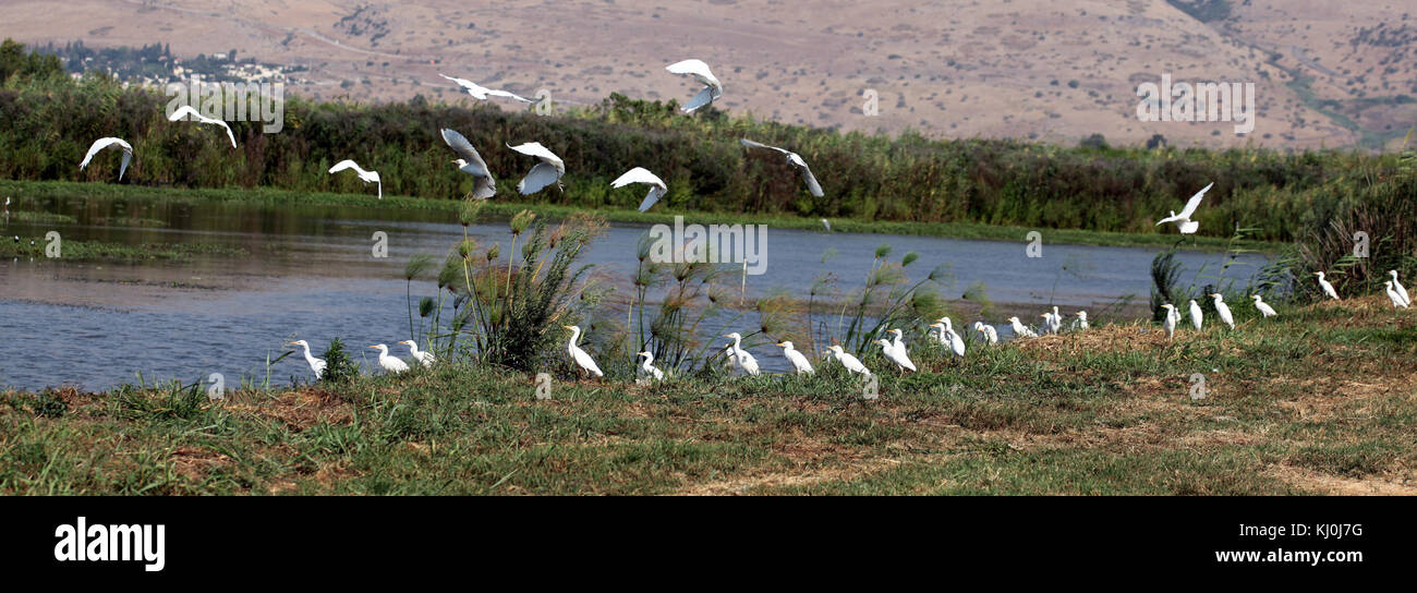 Map of israel hi-res stock photography and images - Alamy