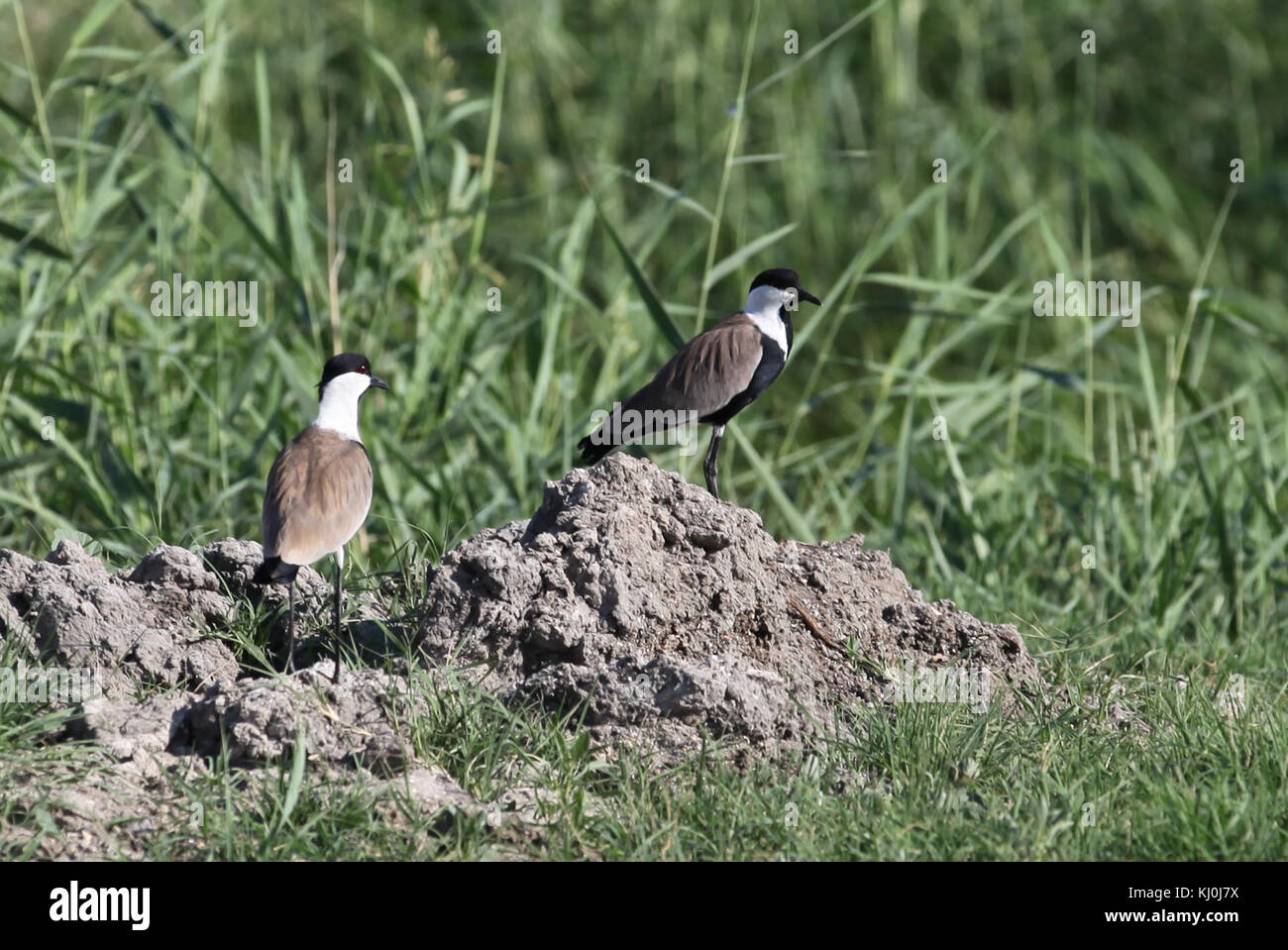 Israel 39785 Geography of Israel Stock Photo - Alamy