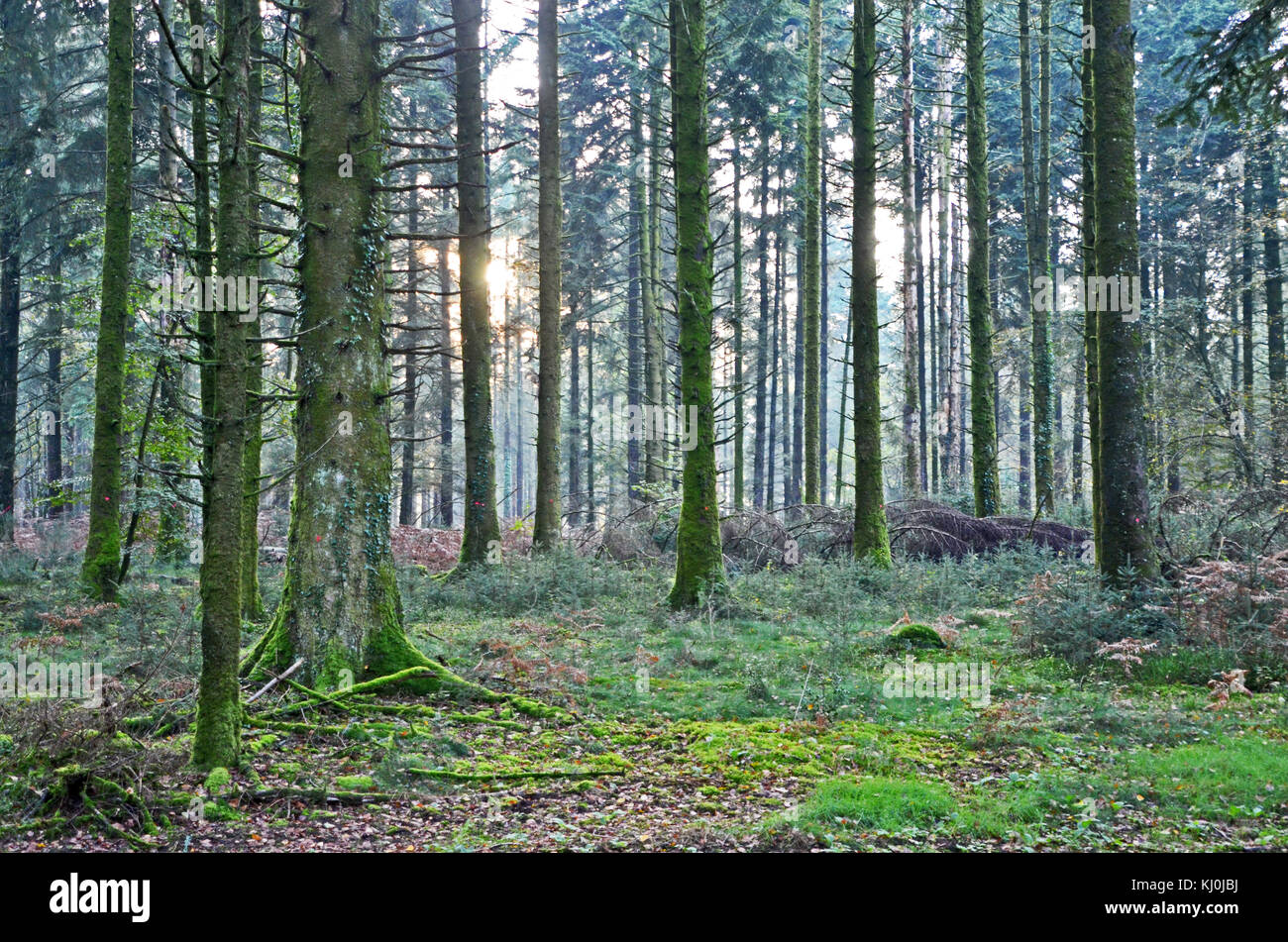 Trees in the Forest of Saint-Sever, Normandy, France Stock Photo - Alamy