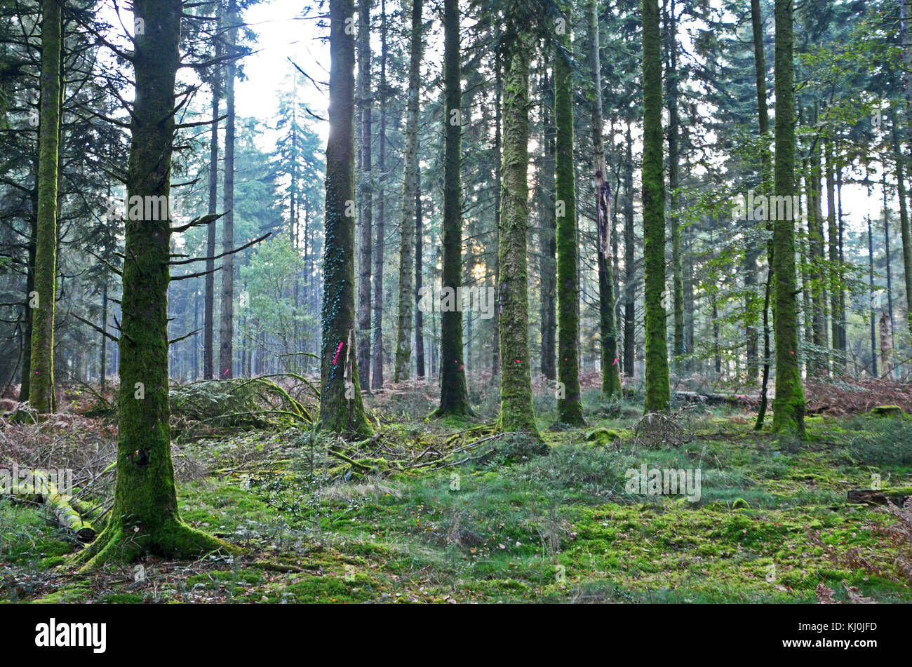 Saint sever hi-res stock photography and images - Alamy