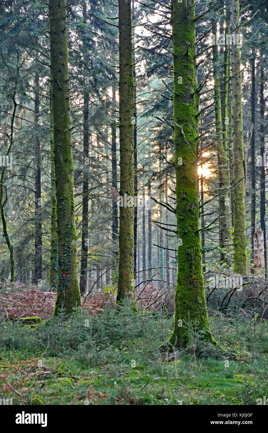 Trees in the Forest of Saint-Sever, Normandy, France Stock Photo - Alamy