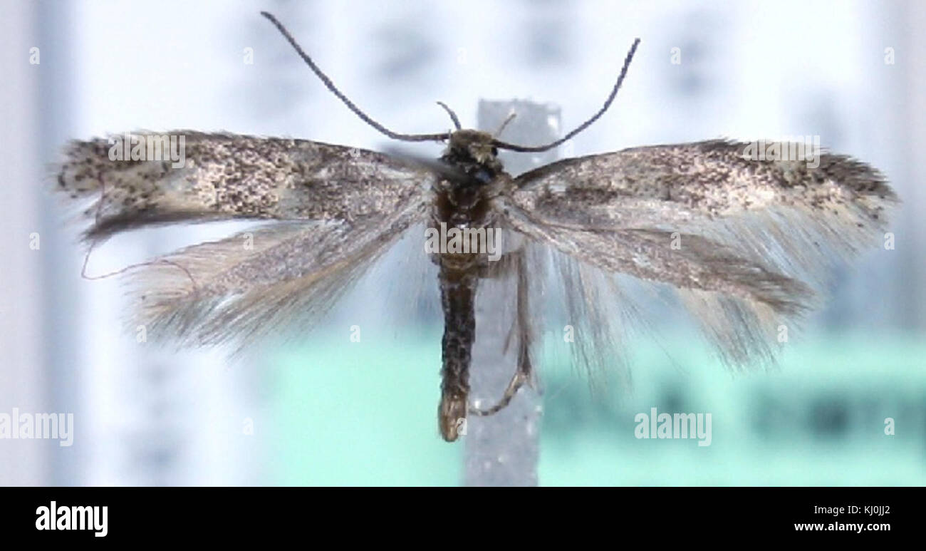 An image of the moth *Elachista albicapilla*, a species of ...