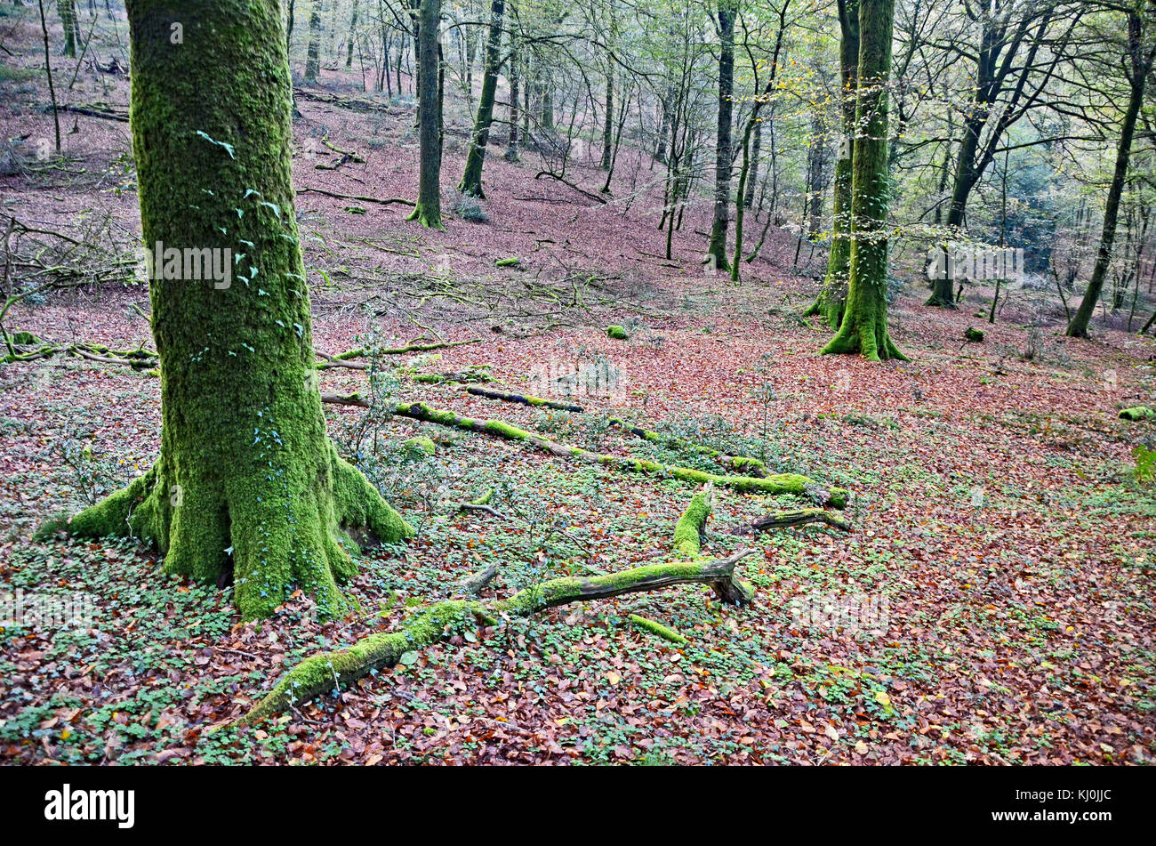 Trees in the Forest of Saint-Sever, Normandy, France Stock Photo - Alamy