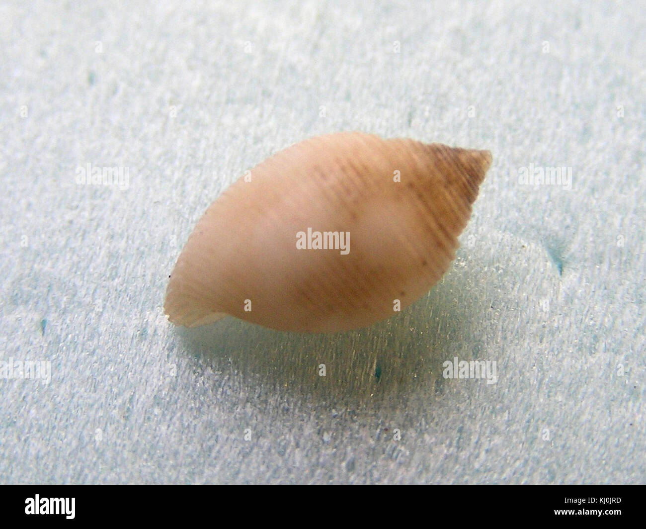 Punctacteon teramachii 001 Stock Photo - Alamy