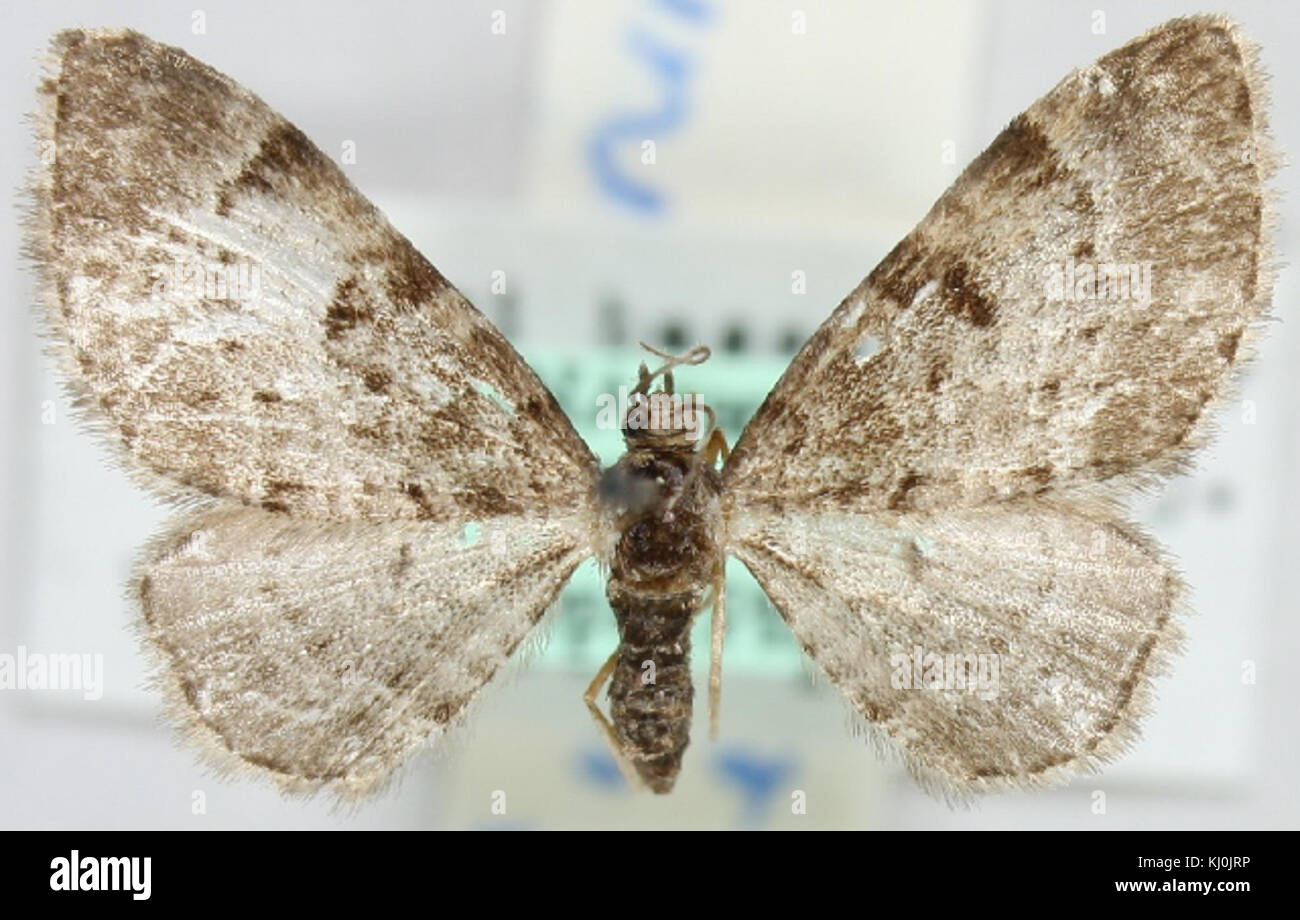 Pinidebrunneata hi-res stock photography and images - Alamy