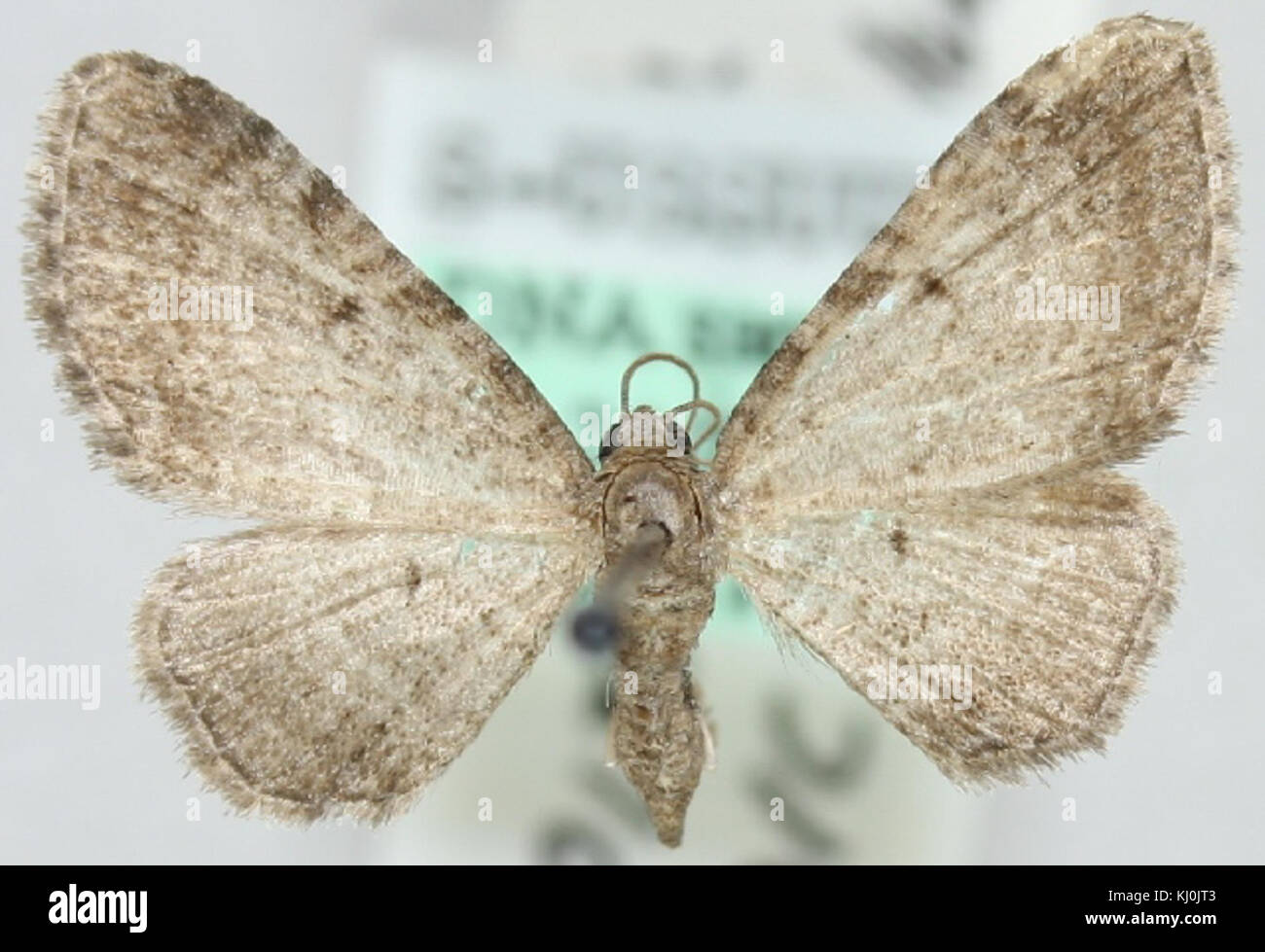 An image of the moth species Eupithecia addictata, which belongs to the ...