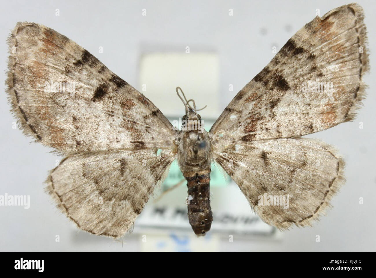 Eupithecia gigantea is a species of moth, notable for its large size ...