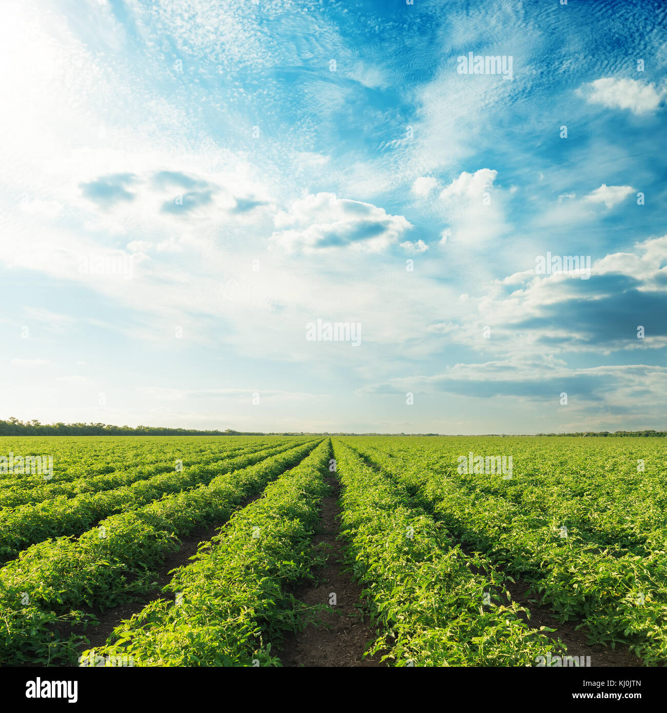 agricultural fields with tomatoes and sunset in blue sky Stock Photo ...