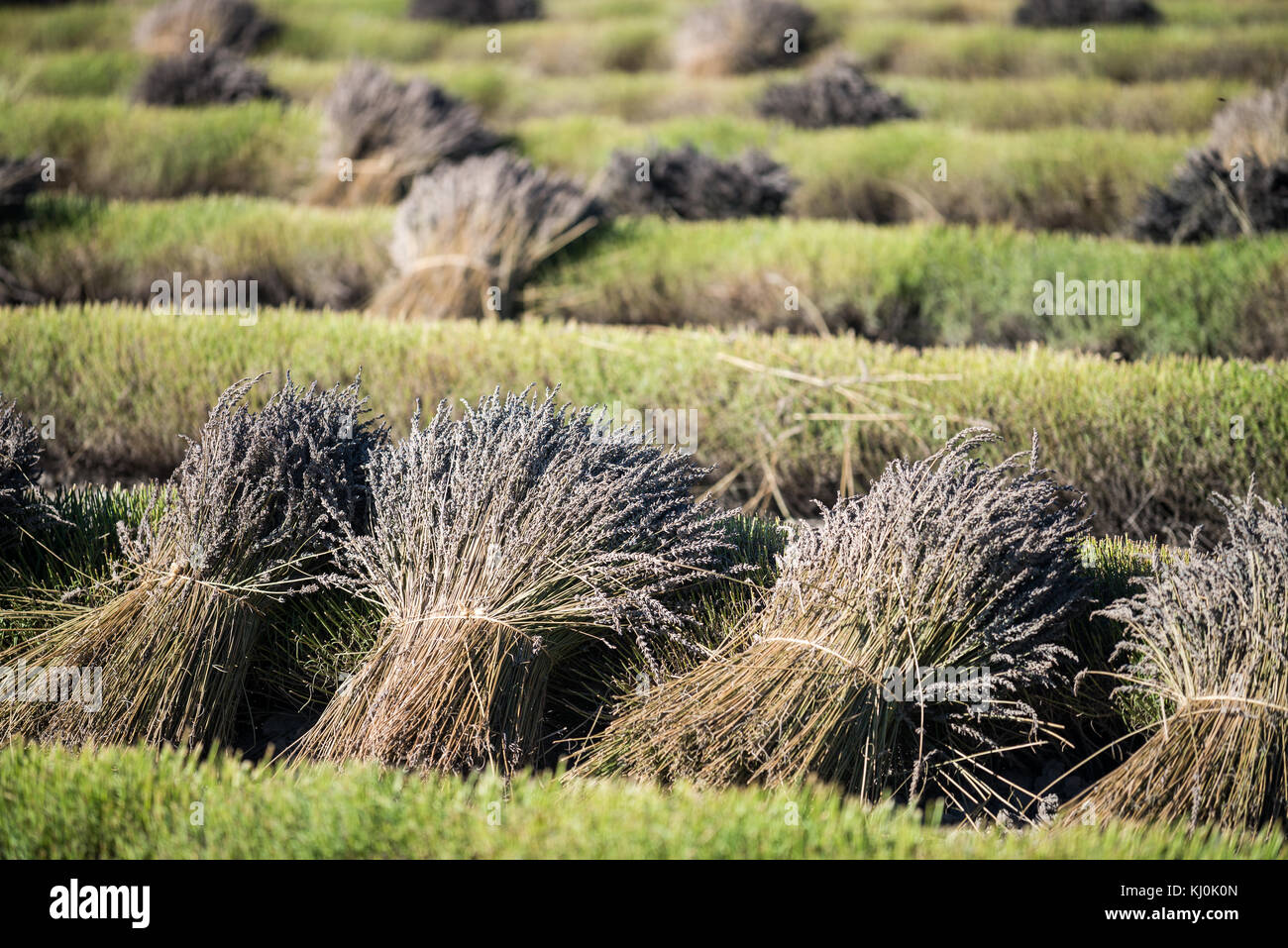 Lavander field, Provence, France, Europe Stock Photo - Alamy