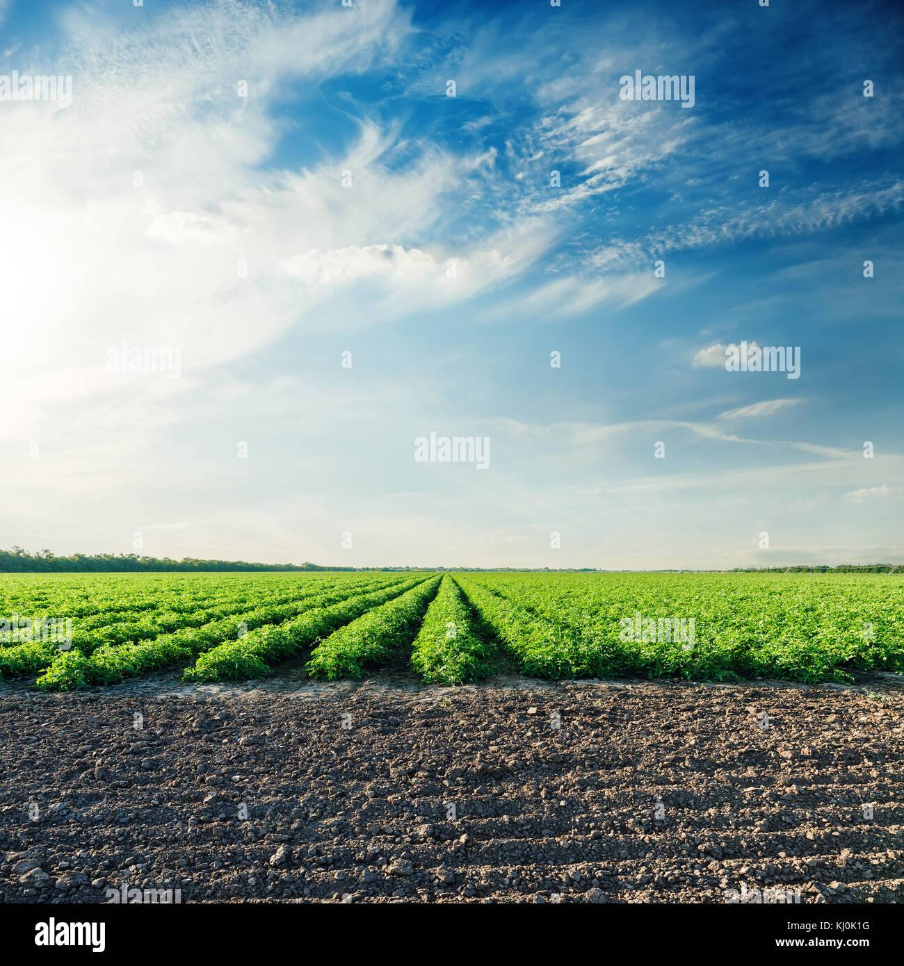 blue sky in sunset time over green field with tomato bushes Stock Photo ...