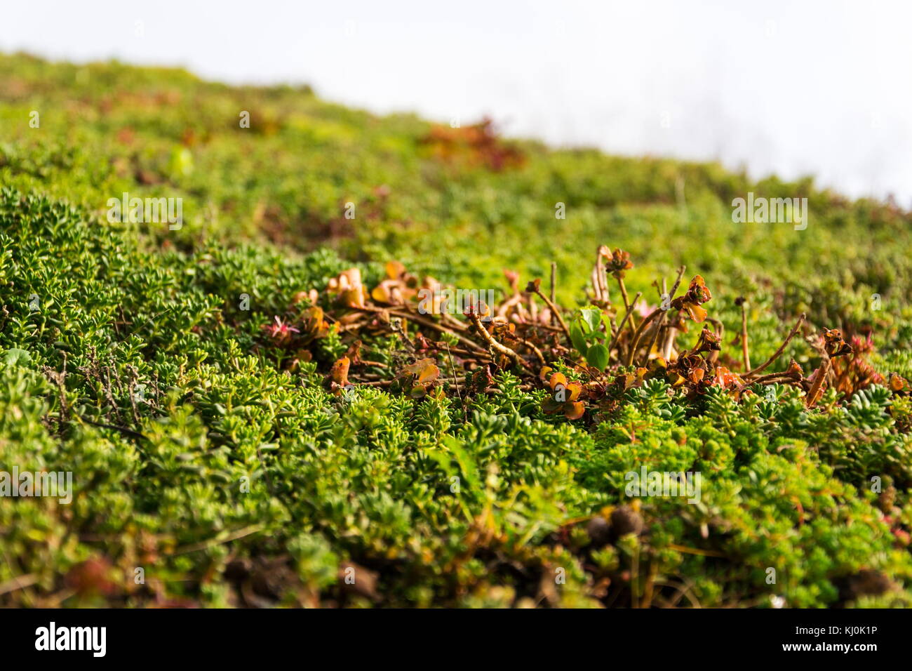 Detail of extensive green living roof covered with vegetation Stock ...