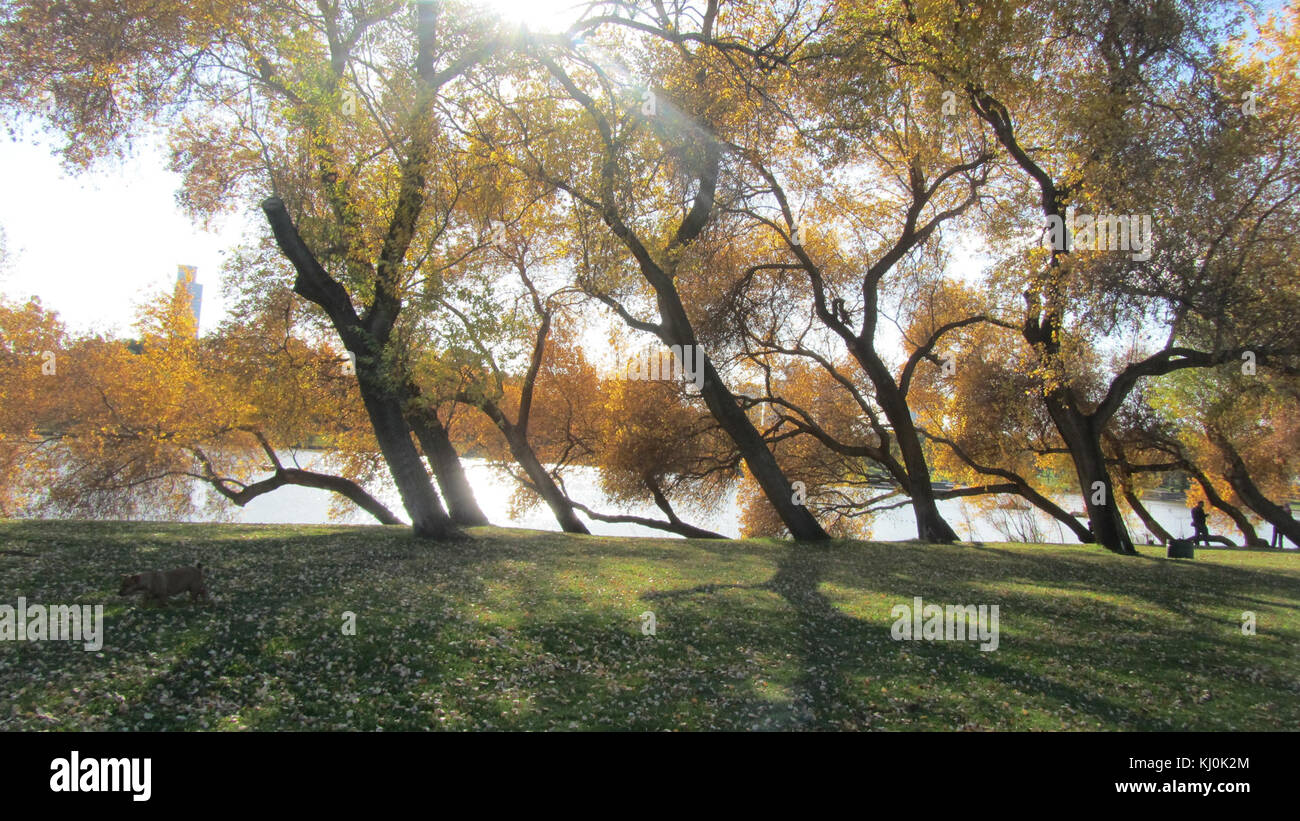 Reforestation project native trees hi-res stock photography and images ...