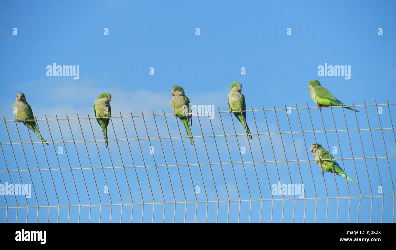 Israel 21133 Parrots Stock Photo - Alamy