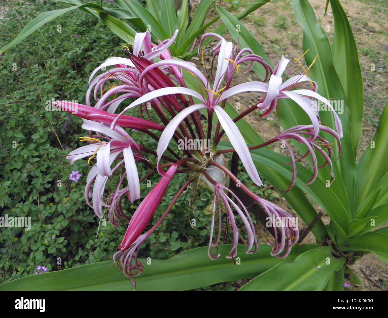 Israel 17690 Plants of Israel Stock Photo - Alamy
