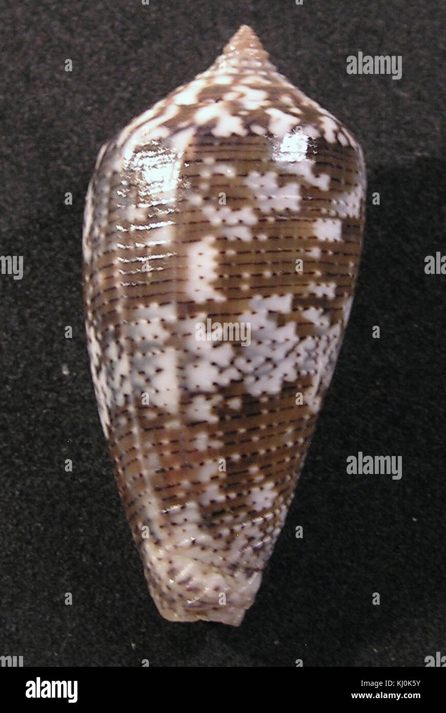 Conus monachus 002 Stock Photo - Alamy