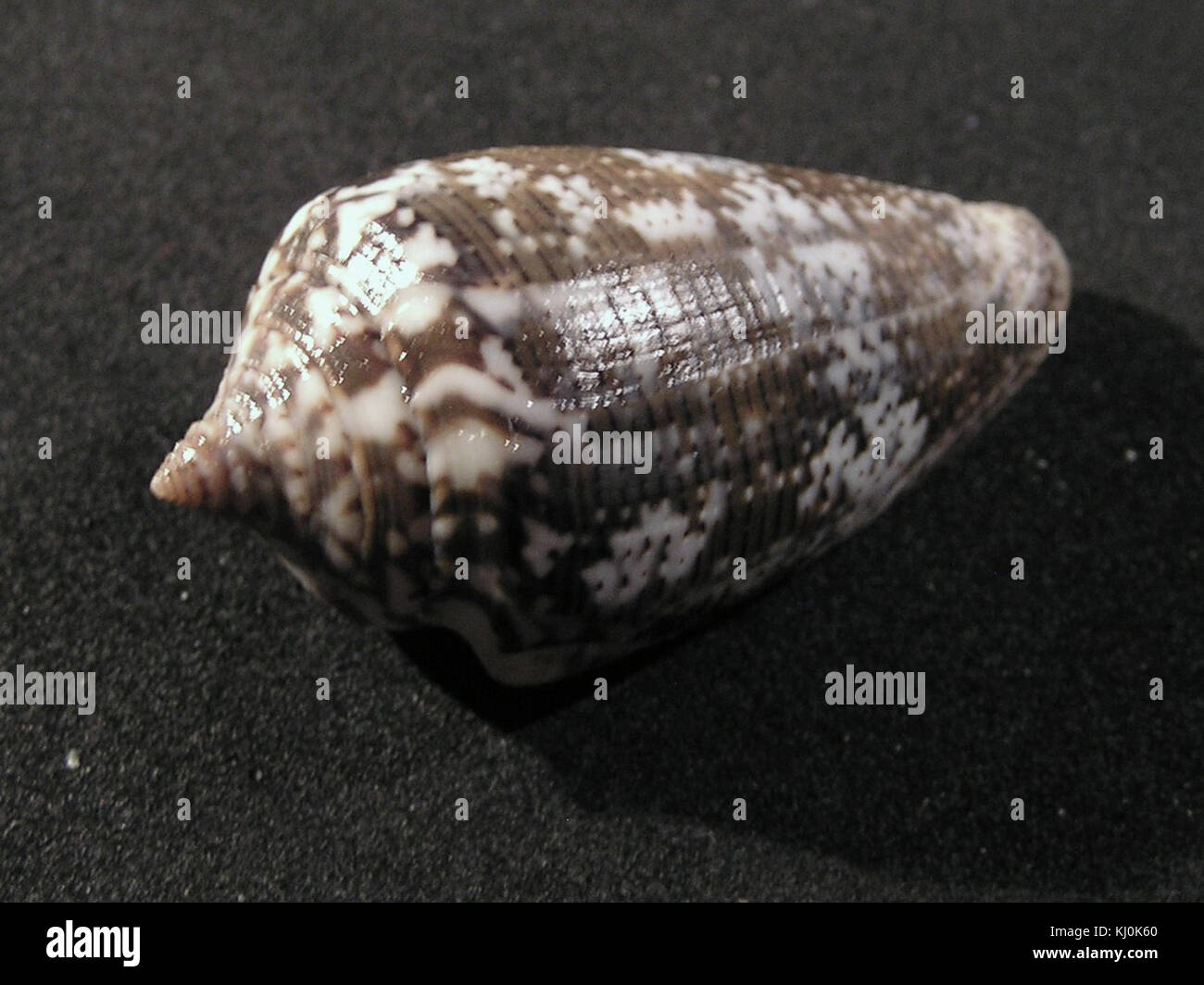 Conus monachus 001 Stock Photo - Alamy