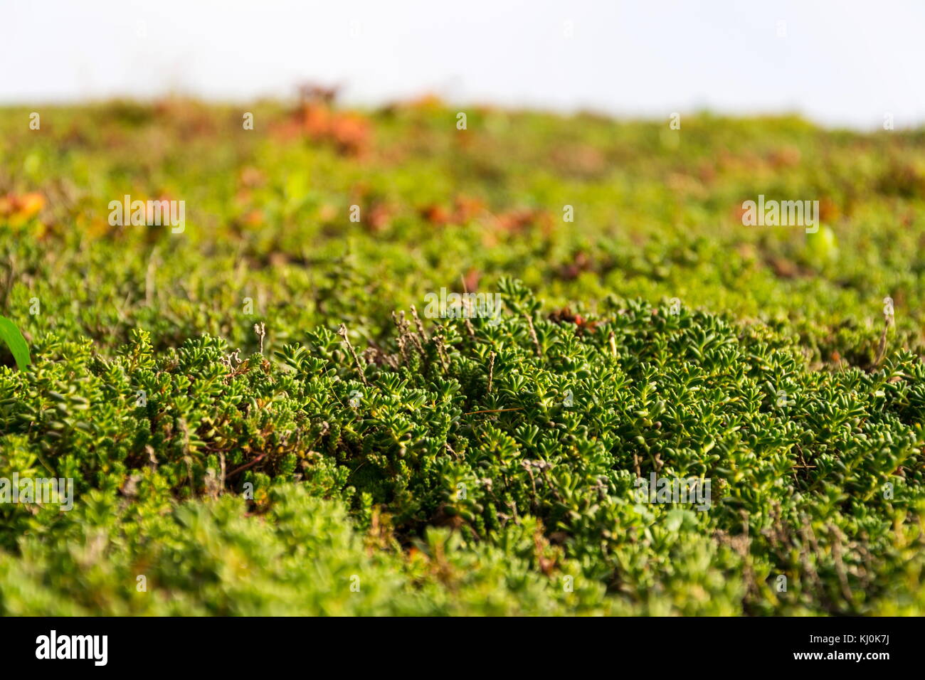 Detail of extensive green living roof covered with vegetation Stock ...